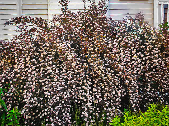 Ninebark For Sale Online | The Tree Center