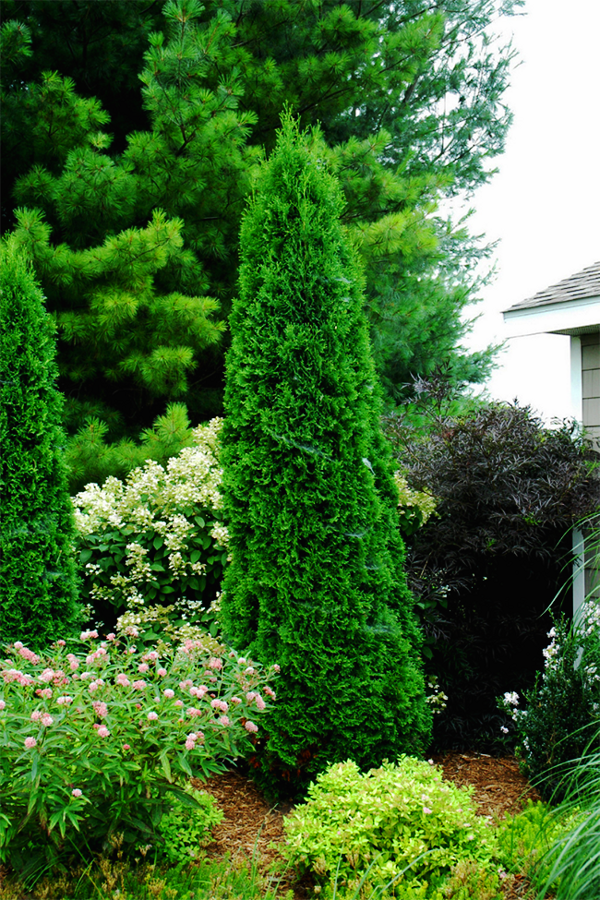 North Pole® Arborvitae For Sale Online | The Tree Center