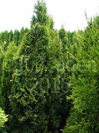Northern White Cedar - American Arborvitae For Sale Online | The Tree ...