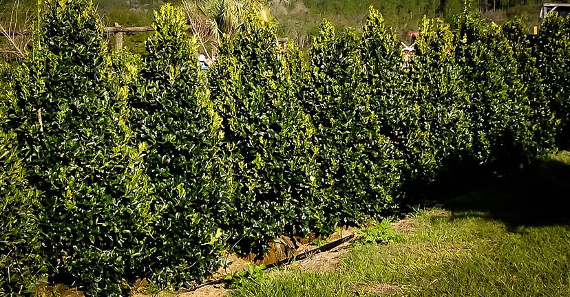 Oak Leaf Holly Trees For Sale Online | The Tree Center