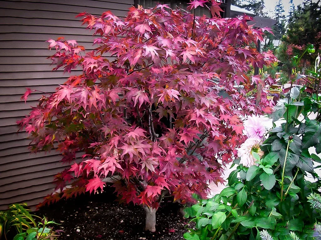 Omato Japanese Maple Trees For Sale Online | The Tree Center