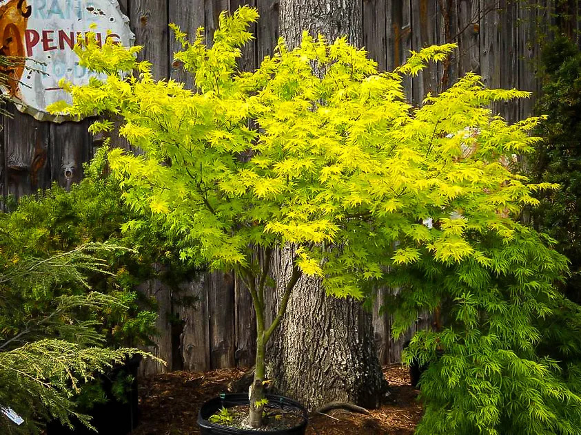 Orange Dream Japanese Maple Trees For Sale | The Tree Center