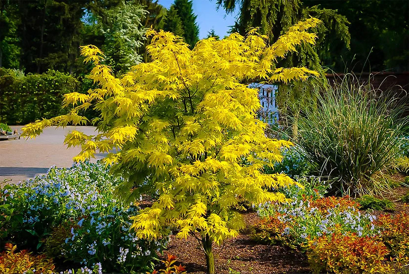 Orange Dream Japanese Maple Trees For Sale | The Tree Center