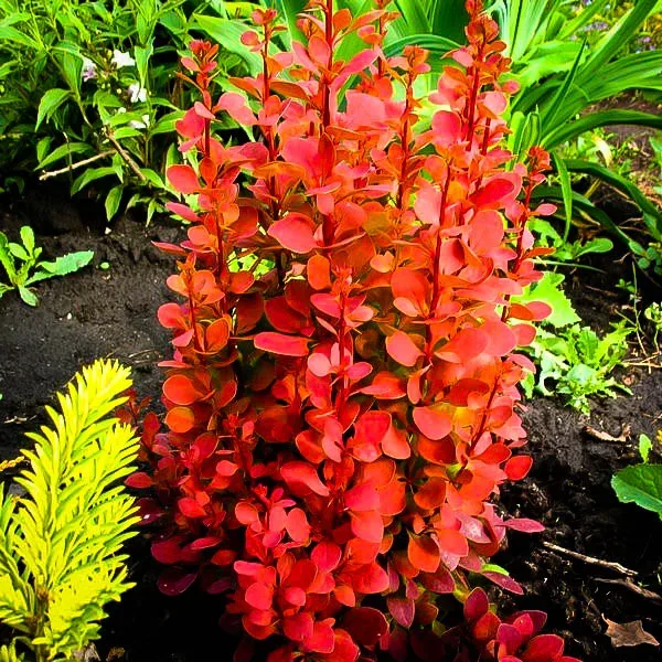 Orange Rocket Barberry Shrubs For Sale | The Tree Center