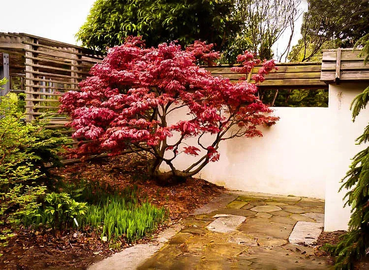 Oregon Sunset Japanese Maple Trees For Sale | The Tree Center