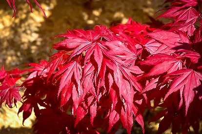 Oregon Sunset Japanese Maple Trees For Sale | The Tree Center