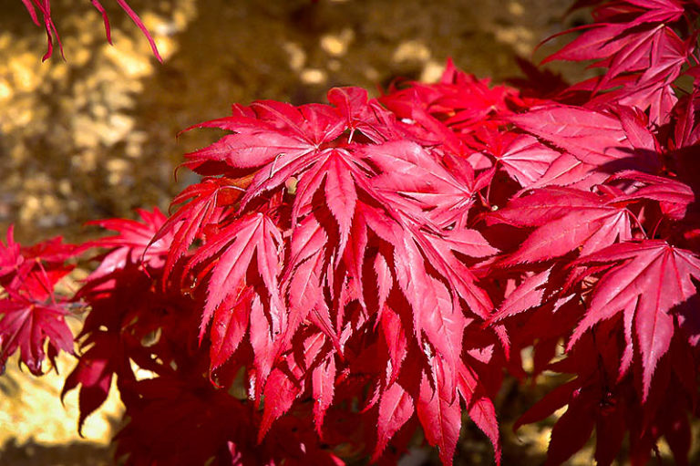 Oregon Sunset Japanese Maple Trees For Sale | The Tree Center