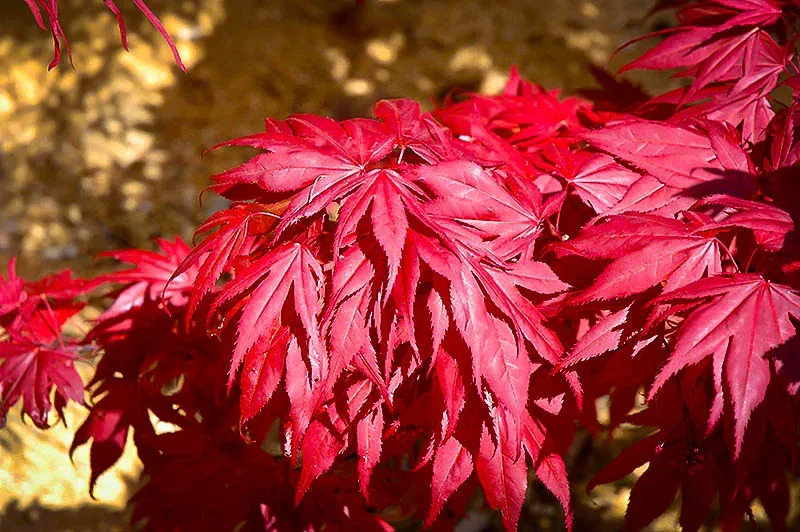 Oregon Sunset Japanese Maple Trees For Sale | The Tree Center