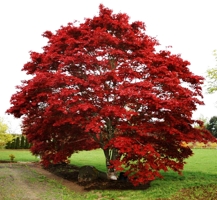 Buy Oshio Beni Japanese Maple Trees Online | The Tree Center