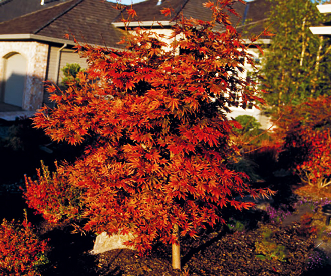 Buy Oshio Beni Japanese Maple Trees Online | The Tree Center