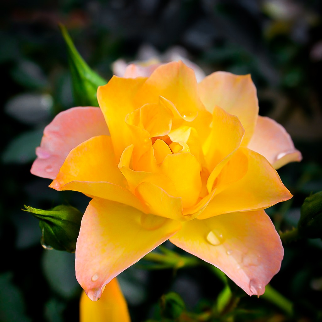 Italian Ice Oso Easy Landscape Rose Shrubs For Sale Online | The Tree ...