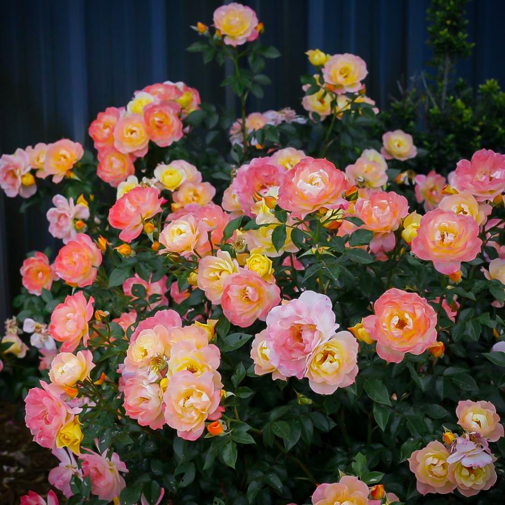 Italian Ice Oso Easy Landscape Rose Shrubs For Sale Online | The Tree ...