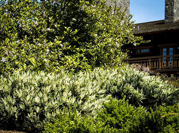 Cherry Laurel Hedge Planting | The Tree Center