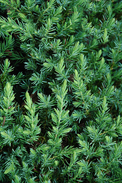 Blue Pacific Shore Junipers For Sale | The Tree Center