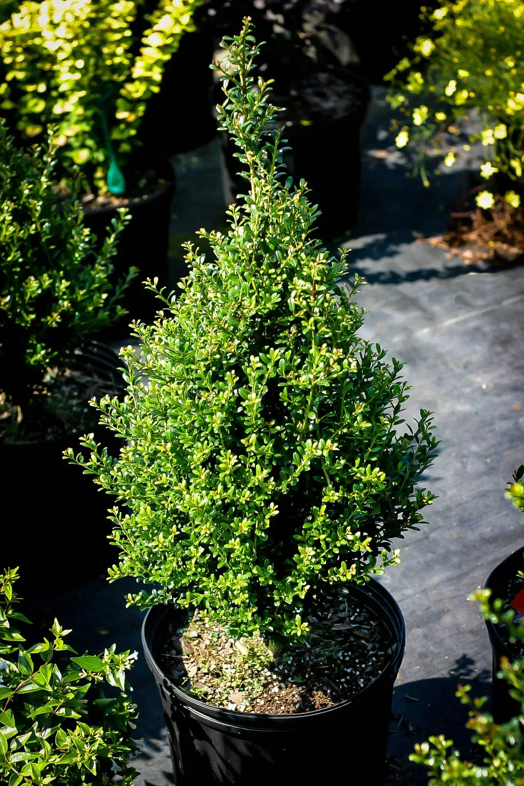 Patti O Box Japanese Holly Bushes For Sale | The Tree Center