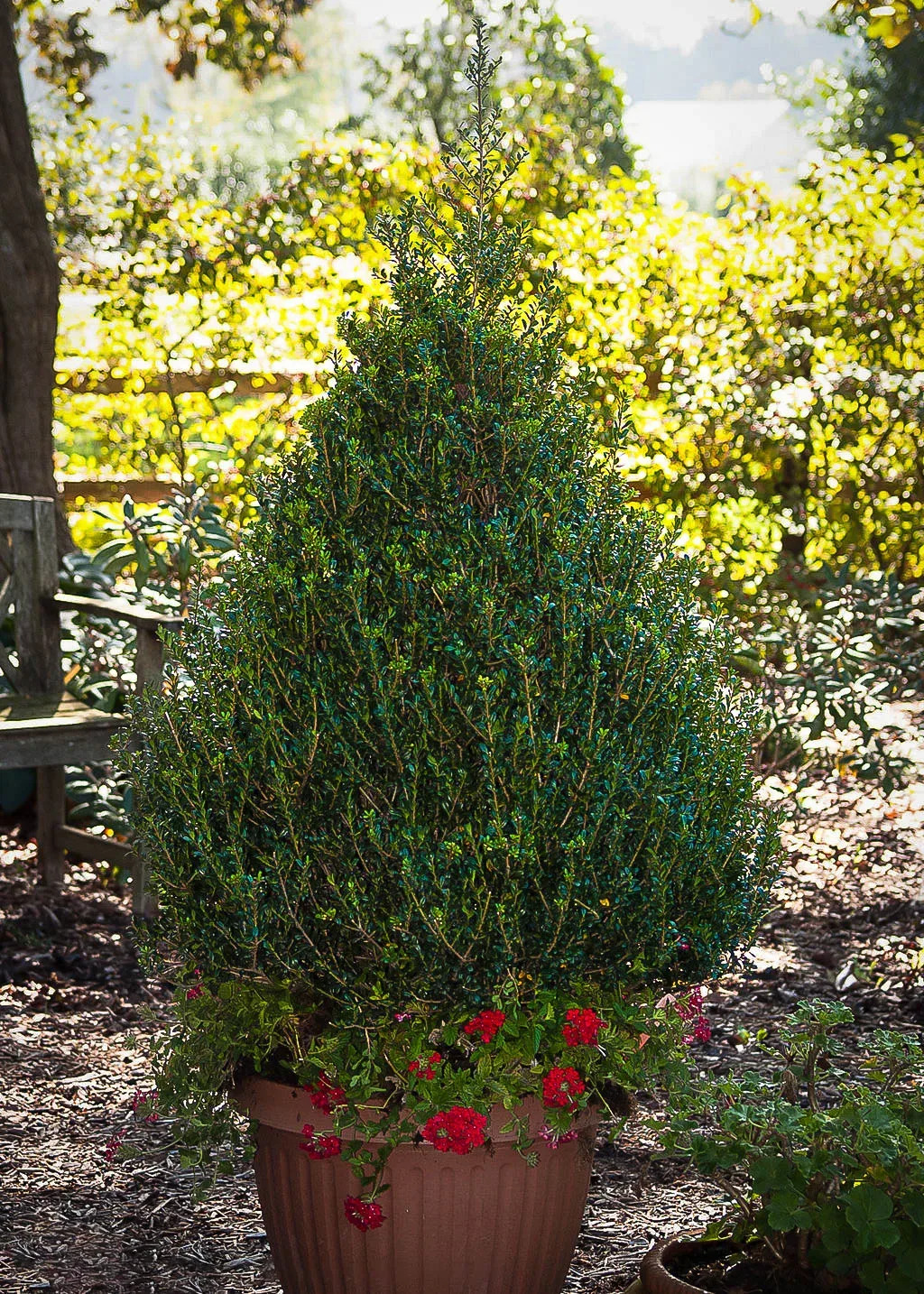 Patti O Box Japanese Holly Bushes For Sale | The Tree Center