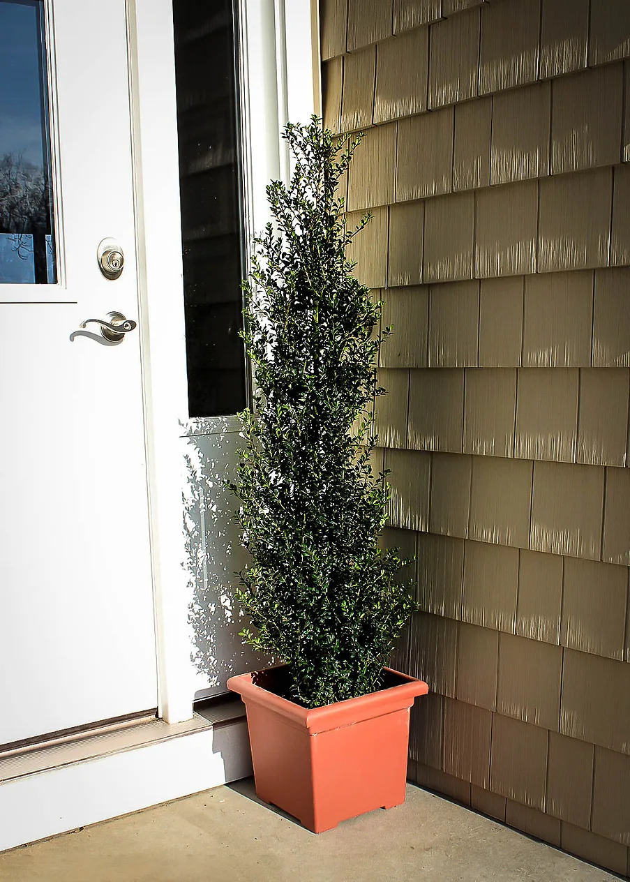 Patti O Box Japanese Holly Bushes For Sale | The Tree Center