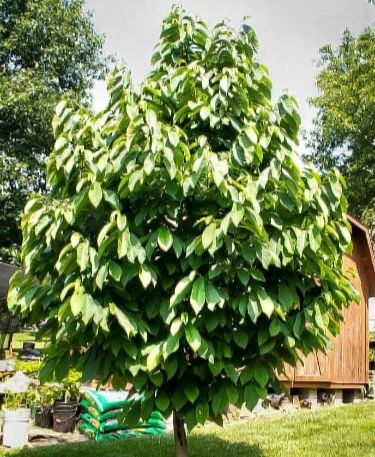 Best Deer Resistant Shrubs & Trees For Your Area | Deer-friendly Shrubs ...