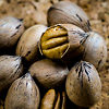 Southern Pecan Trees For Sale Online | The Tree Center