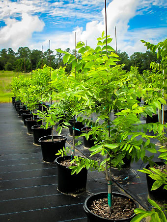 Southern Pecan Trees For Sale Online | The Tree Center