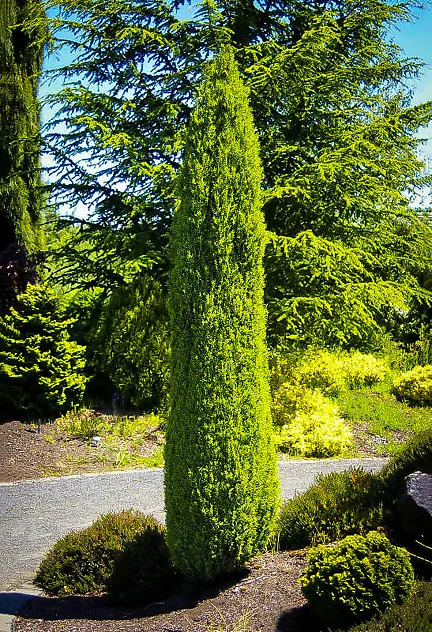 Pencil Point Juniper For Sale | Compressa Juniper | The Tree Center