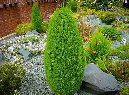 Pencil Point Juniper For Sale | Compressa Juniper | The Tree Center