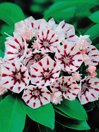 Kalmia Carol Mountain Laurel For Sale Online | The Tree Center