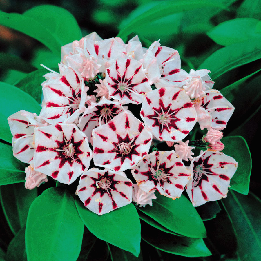 Peppermint Kalmia For Sale Online | The Tree Center