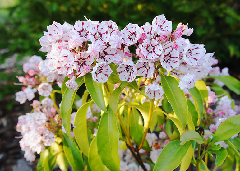 Peppermint Kalmia For Sale Online | The Tree Center