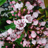 Peppermint Kalmia For Sale Online | The Tree Center