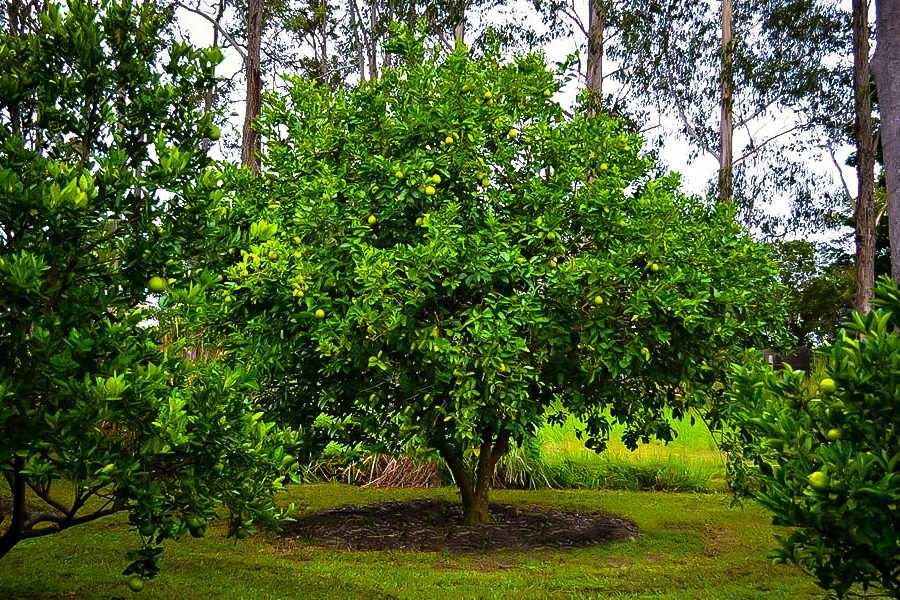 Persian Lime Trees For Sale Online | The Tree Center