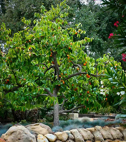 Hachiya Japanese Persimmon Trees For Sale | The Tree Center