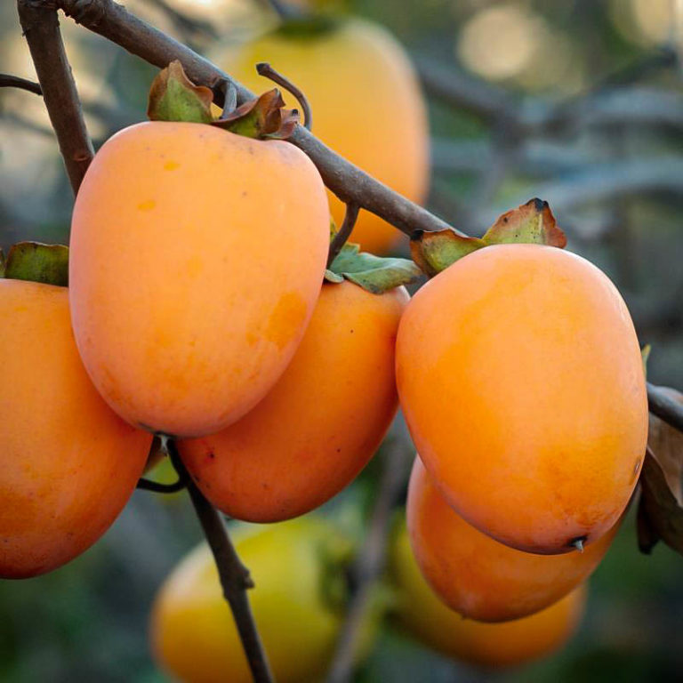 Saijo Japanese Persimmon Trees For Sale Online | The Tree Center