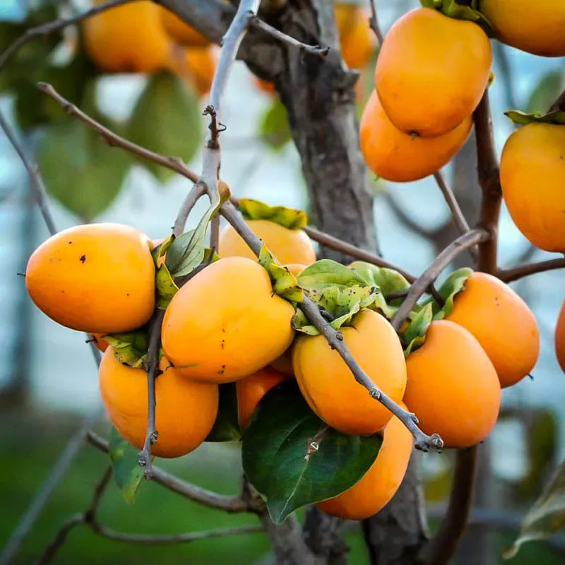 Saijo Japanese Persimmon Trees For Sale Online | The Tree Center