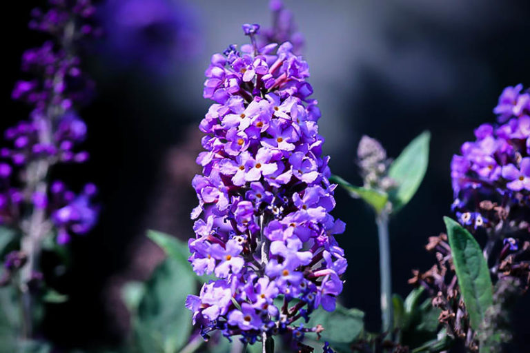 Flutterby Petite Blue Heaven Butterfly Bush | The Tree Center
