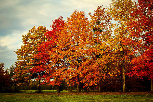Pin Oak For Sale Online | The Tree Center