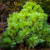 Blue Shag White Pine Trees For Sale | The Tree Center