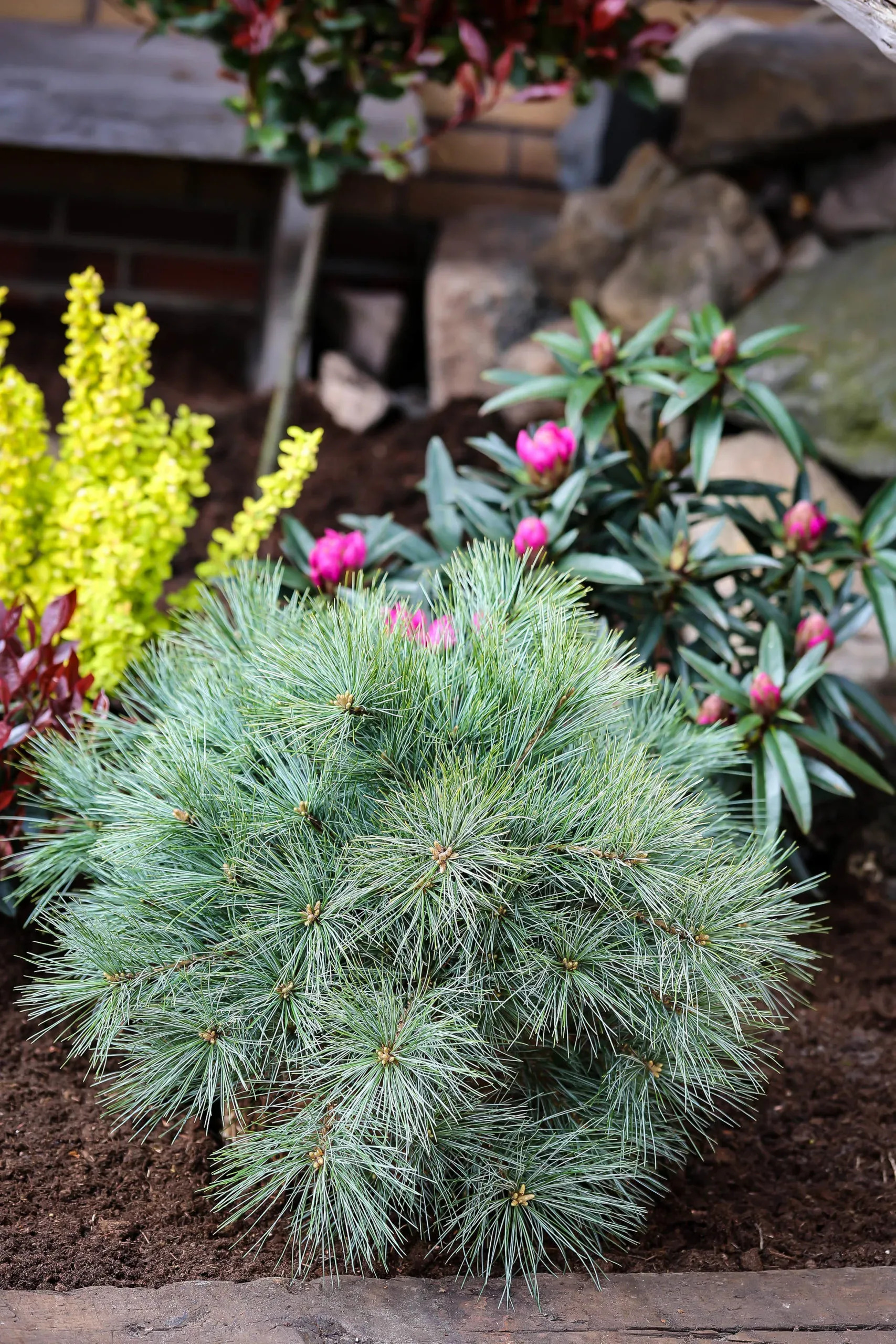 Blue Shag White Pine Trees For Sale | The Tree Center