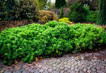 Dwarf Mugo Pine Trees For Sale | The Tree Center