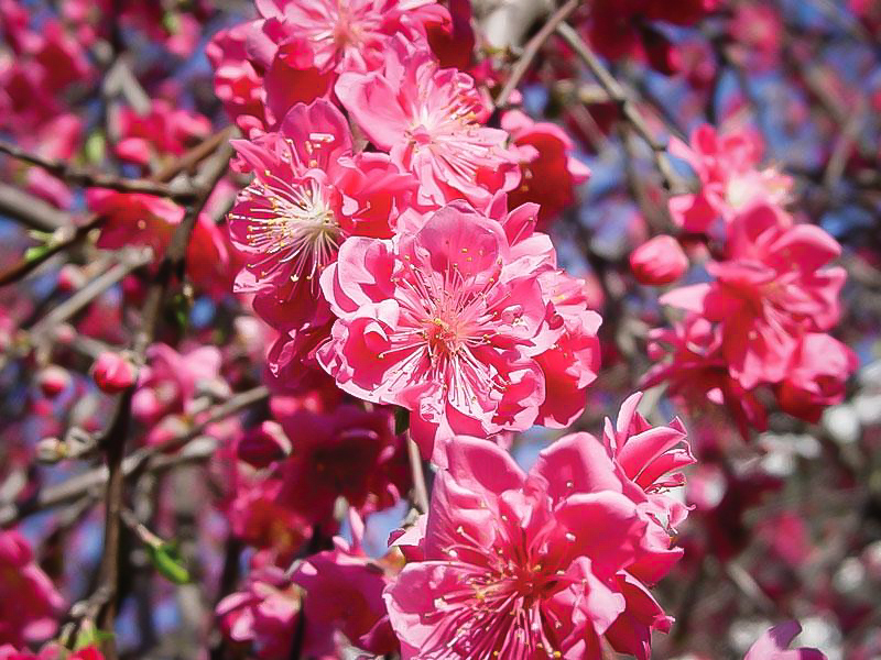Pink Cascade Weeping Peach For Sale Online | The Tree Center