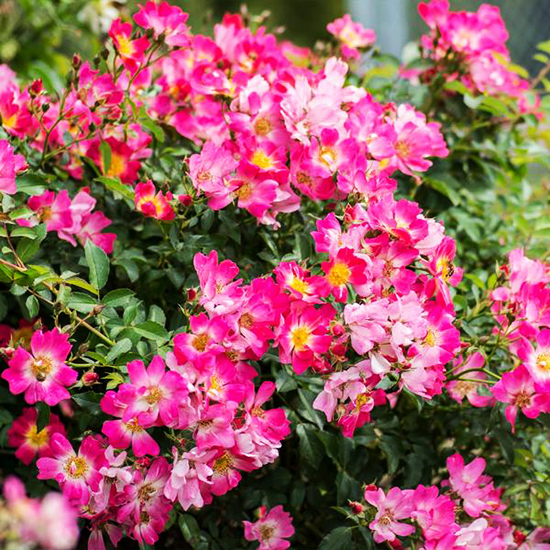 Pink Drift Rose – Tree Form | The Tree Center™