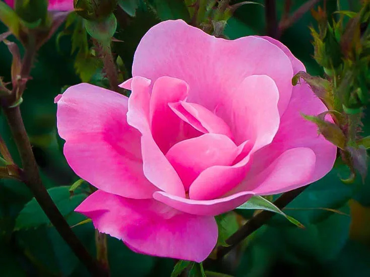Pink Knockout Rose Bushes For Sale Online | The Tree Center