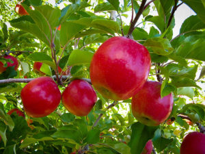 Pink Lady Apple Trees For Sale Online | The Tree Center