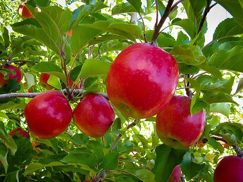 Pink Lady Apple Trees For Sale Online | The Tree Center