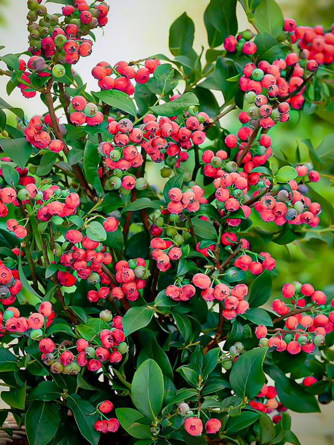 Bushel & Berry®Southern Bluebelle Blueberry Bushes For Sale | The Tree ...