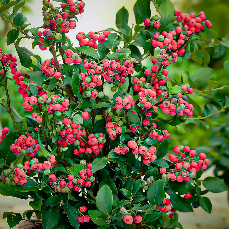 Pink Lemonade Blueberry Bushes For Sale | The Tree Center
