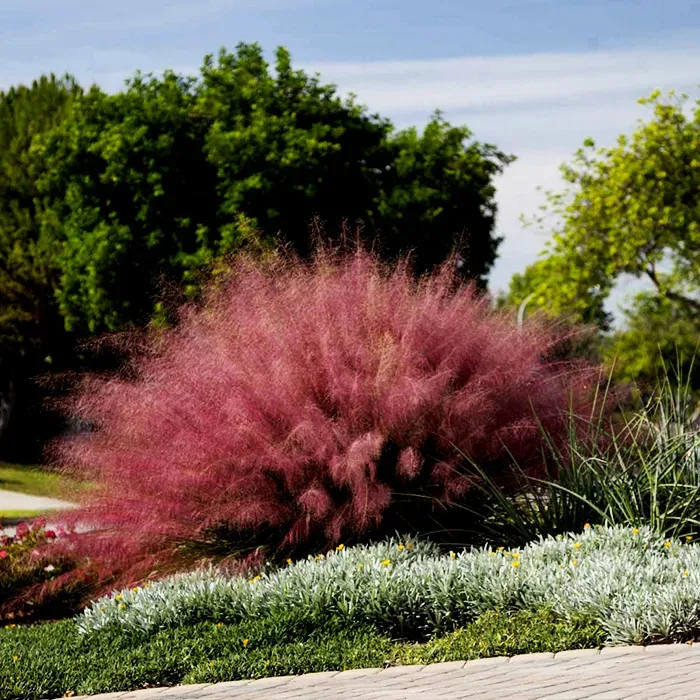 Pink Muhly Grass For Sale Online | The Tree Center