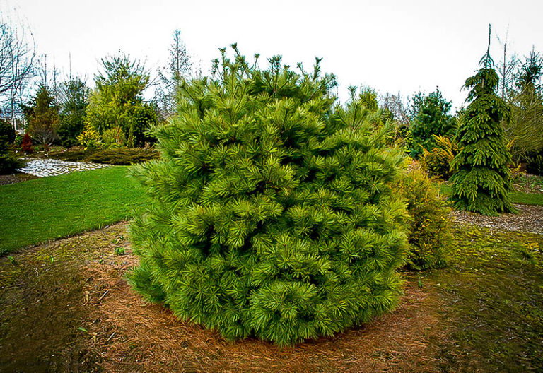 Dwarf White Pine Trees For Sale Online | The Tree Center