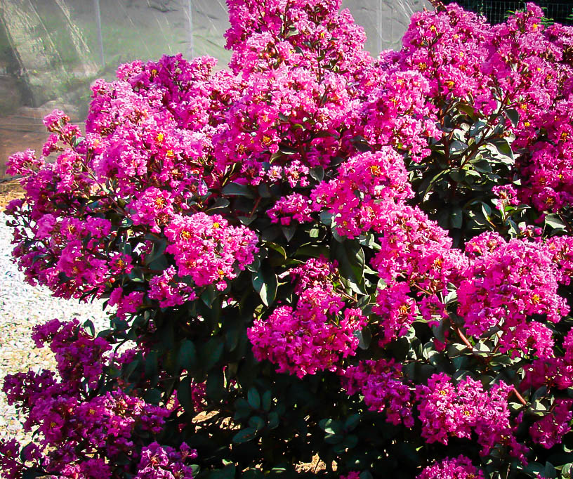 Plum Magic Crape Myrtle For Sale Online | The Tree Center