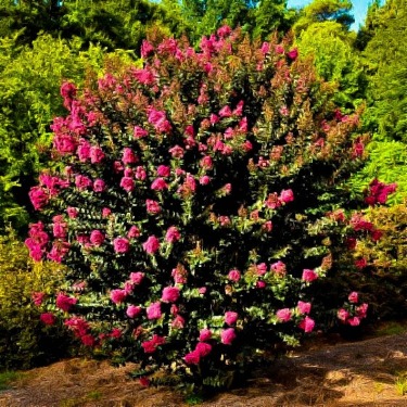 Black-Leaf Crape Myrtles – A New Look For An Old Favorite | The Tree ...